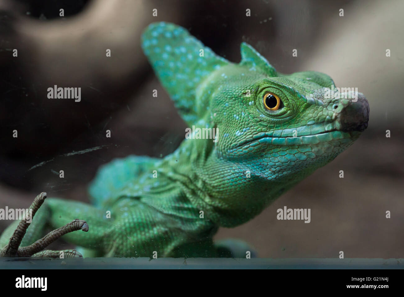 Czech honduras hi-res stock photography and images - Alamy