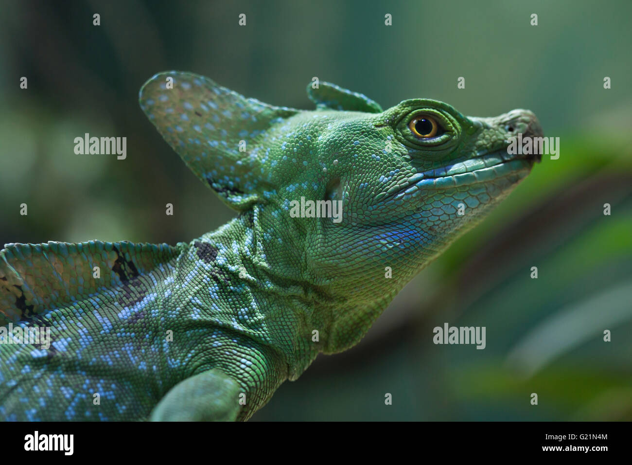 Plumed basilisk (Basiliscus plumifrons), also known as the green ...