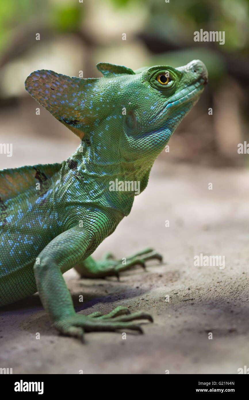 Plumed basilisk (Basiliscus plumifrons), also known as the green ...