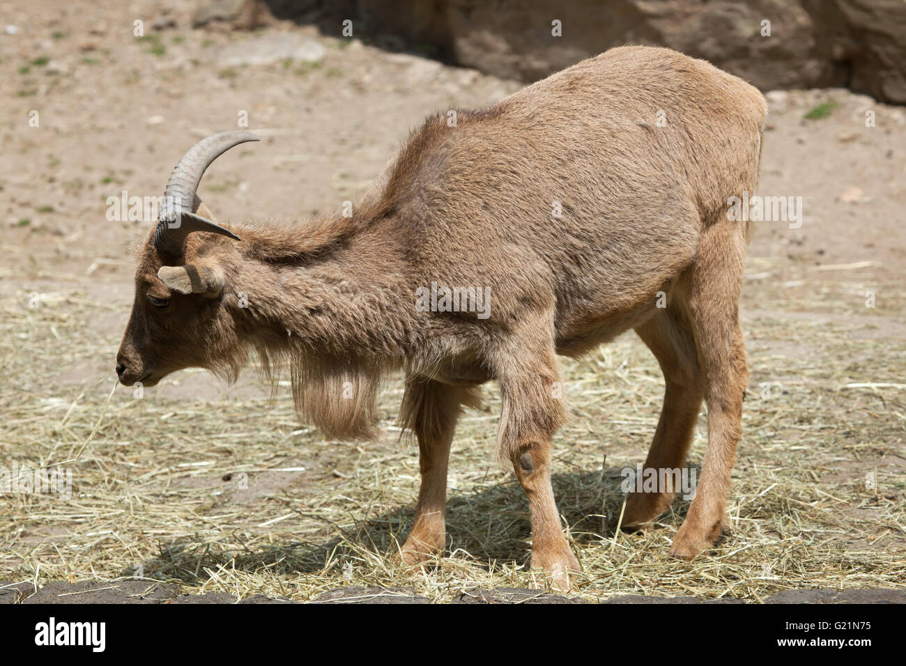 Female barbary sheep hi-res stock photography and images - Alamy