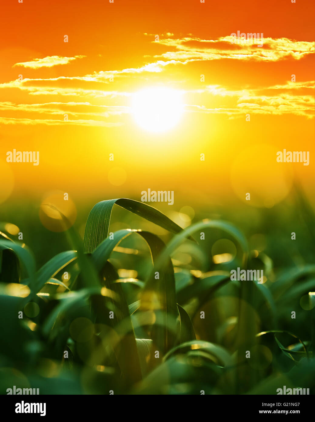 Green Grass Field Sunset