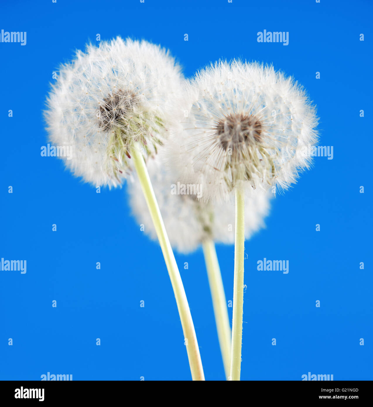 dandelion flower on blue color background, many closeup object Stock ...