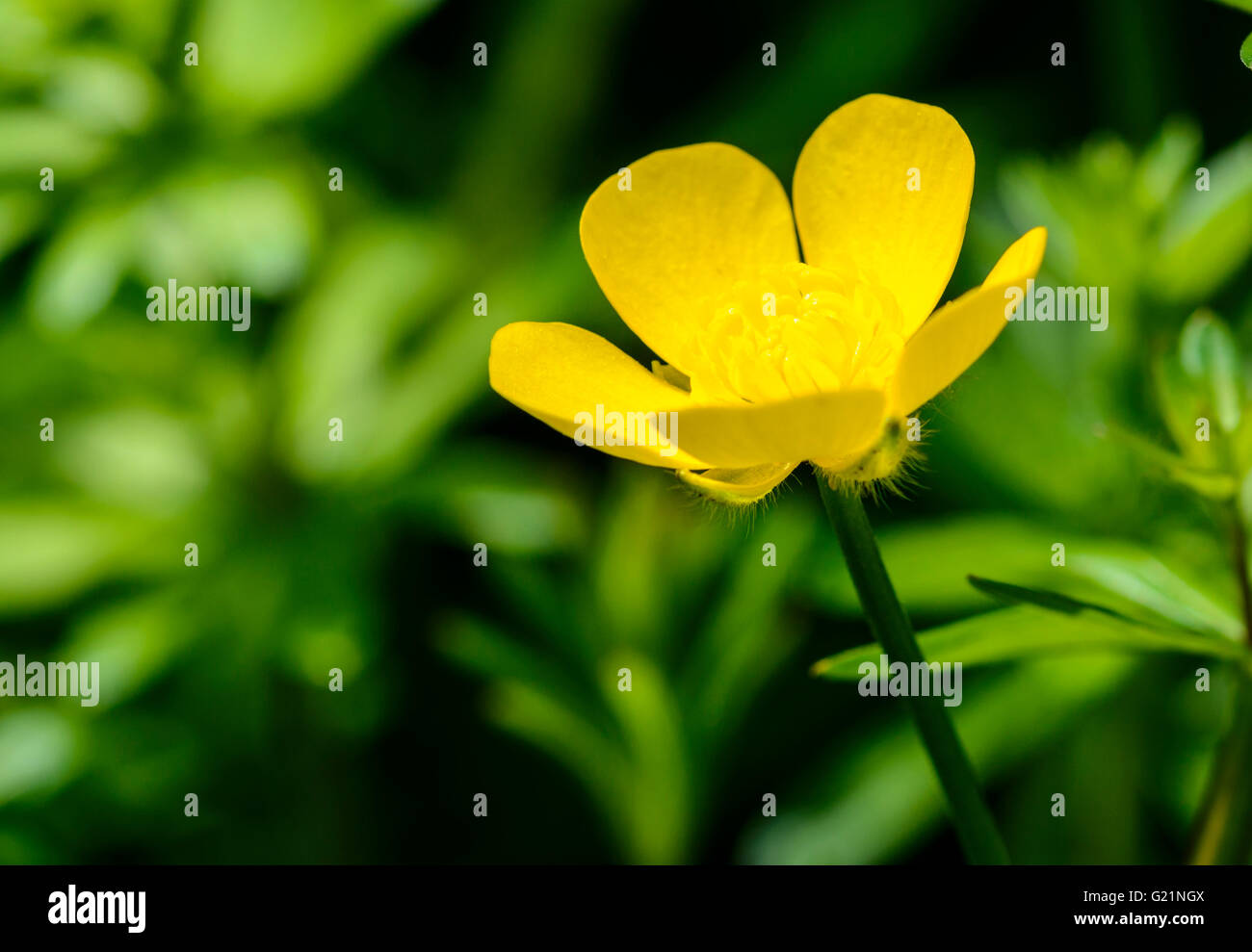Spring buttercup hi-res stock photography and images - Alamy