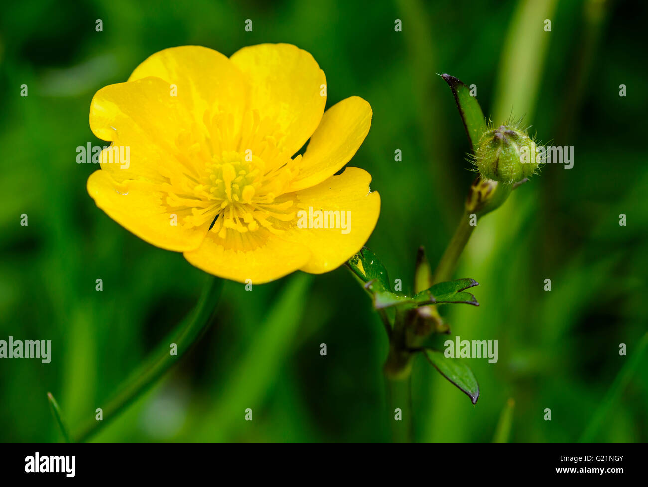 Closeup buttercup hi-res stock photography and images - Alamy