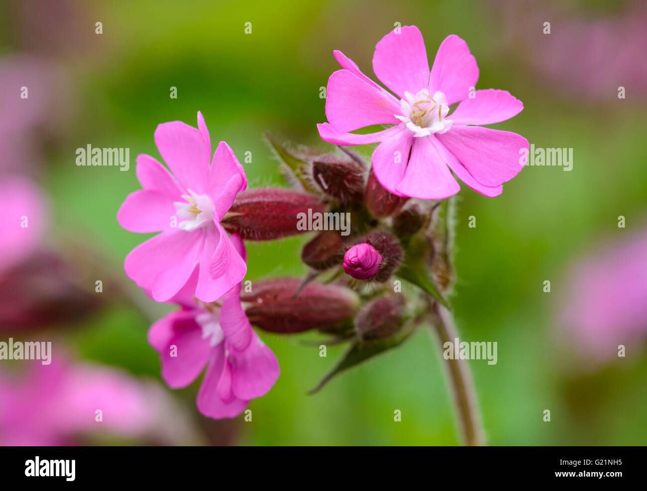 Red Campion (Silene dioica) plant flowering in early Summer in West ...