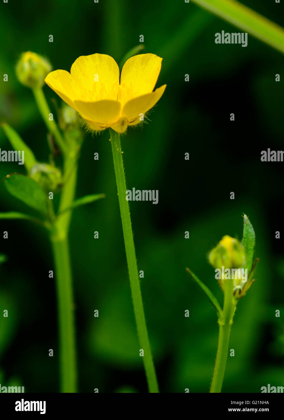 Buttercup in spring hi-res stock photography and images - Alamy