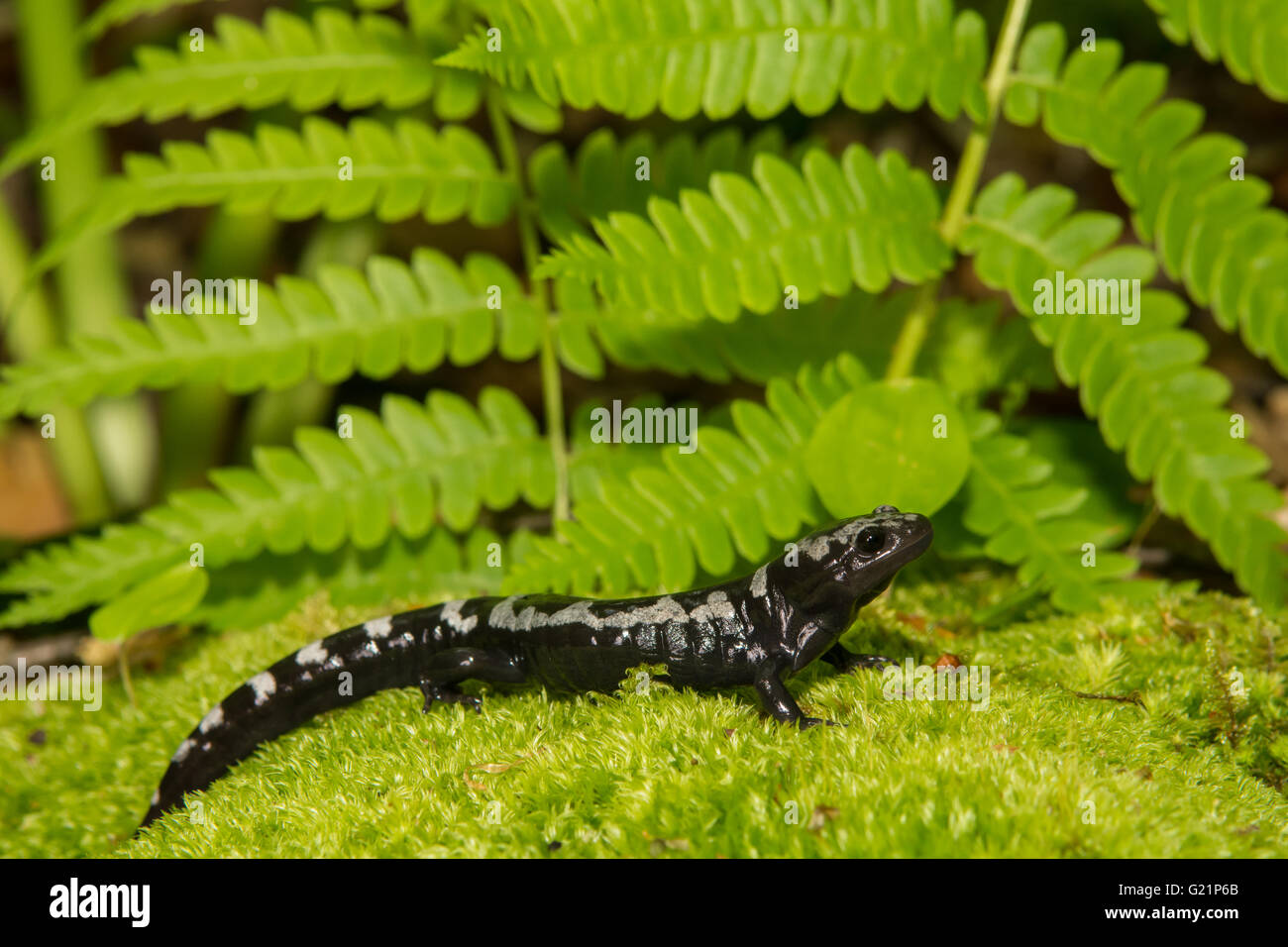 Happy salamander hi-res stock photography and images - Alamy