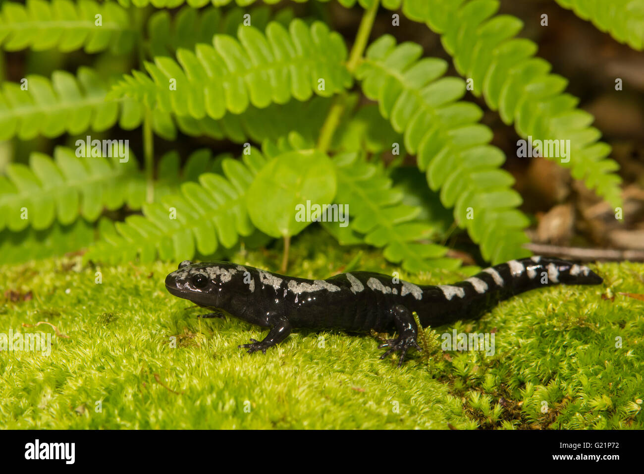 Marbled salamander (ambystoma opacum) hi-res stock photography and ...