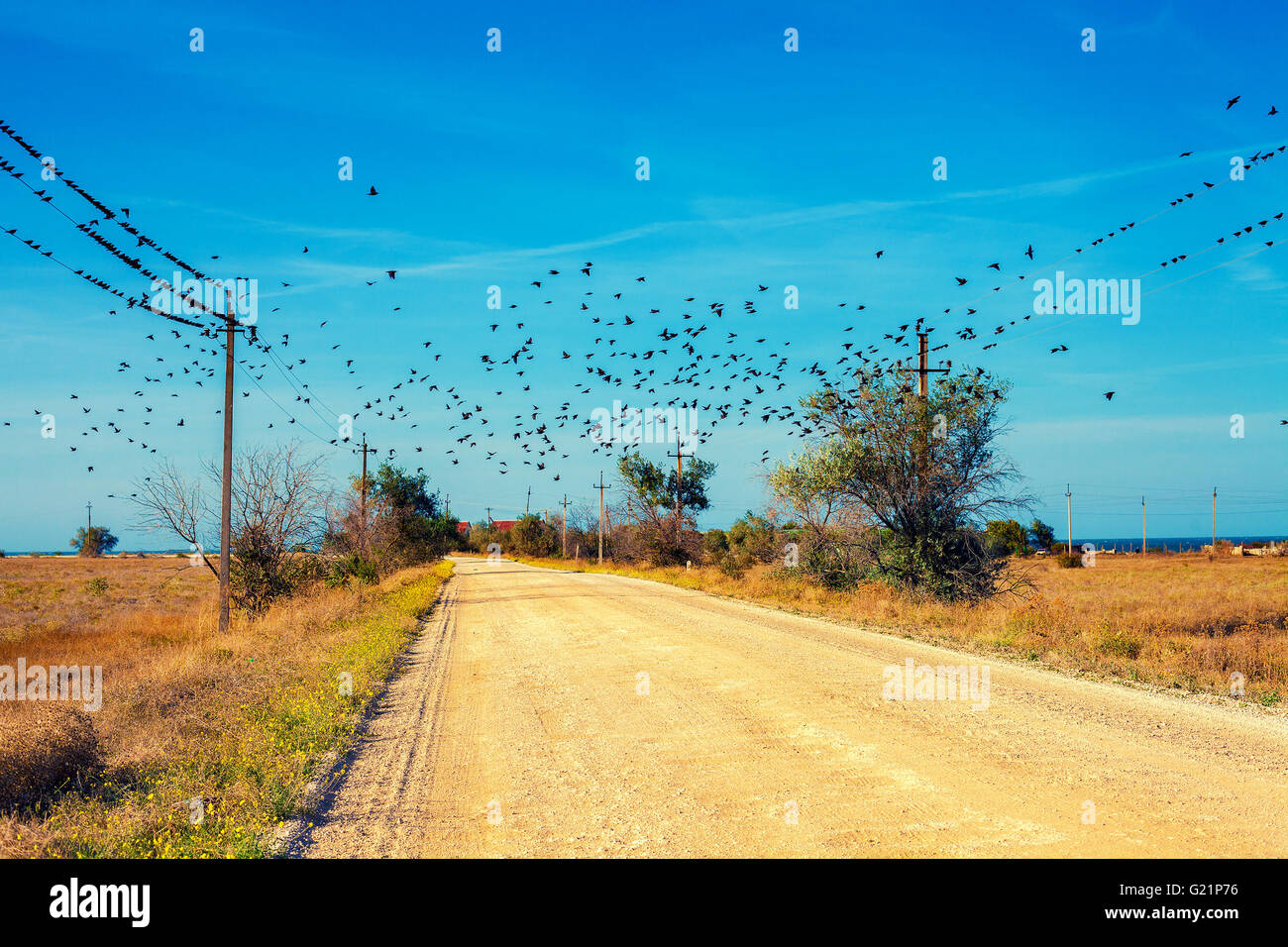 Birds fly over the country road Stock Photo - Alamy