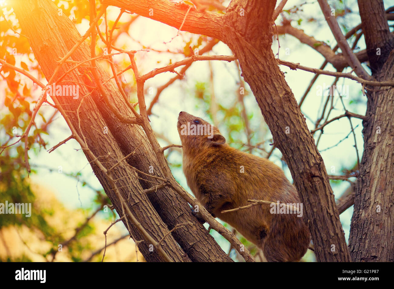 Rock hyrax tree hi-res stock photography and images - Alamy