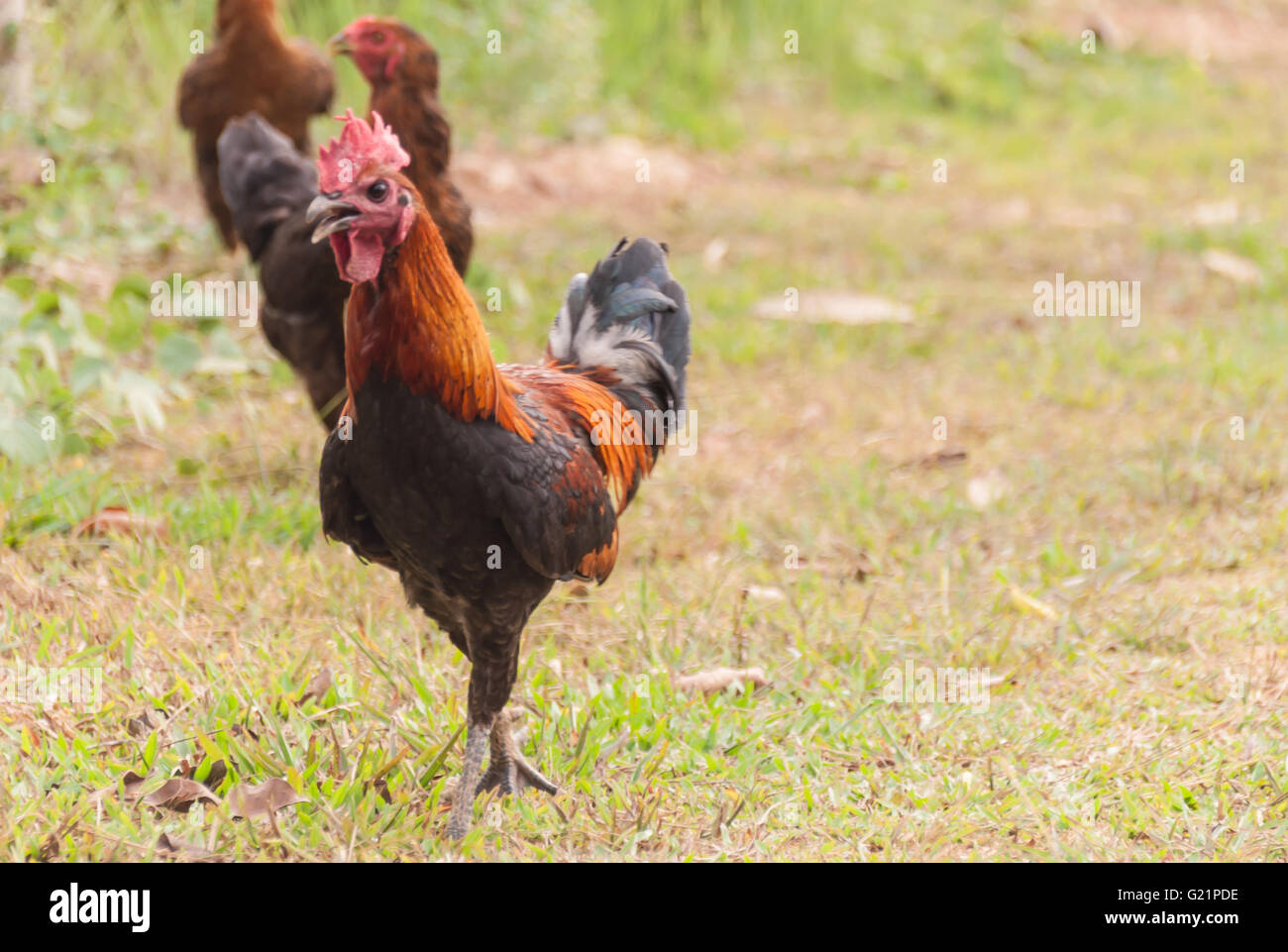 Flock chickens grazing on grass hi-res stock photography and images - Alamy