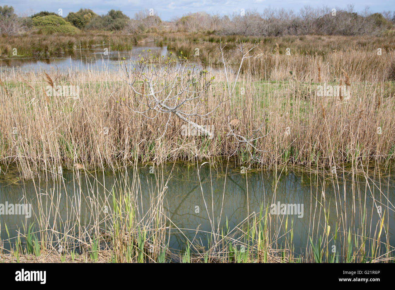 National park of camargue hi-res stock photography and images - Alamy