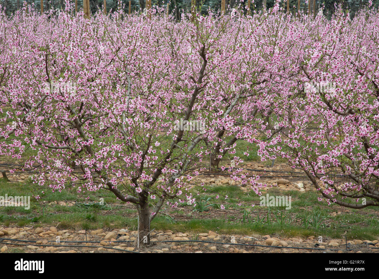 Pink Blossom on Tree in Provence, France Stock Photo - Alamy