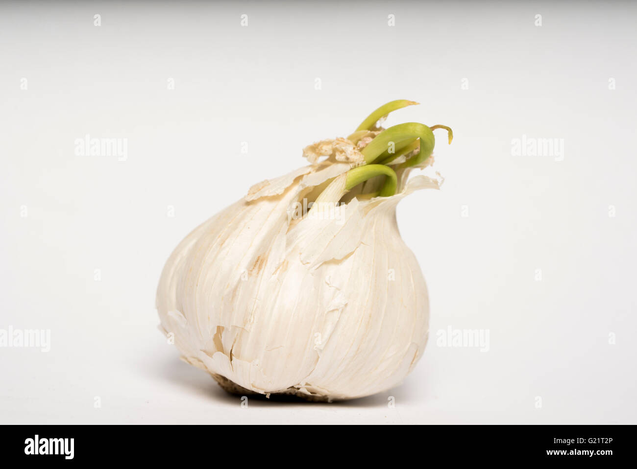 How to grow organic garlic hi-res stock photography and images - Alamy
