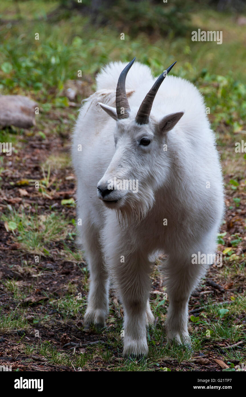 Chicago wilderness hi-res stock photography and images - Alamy