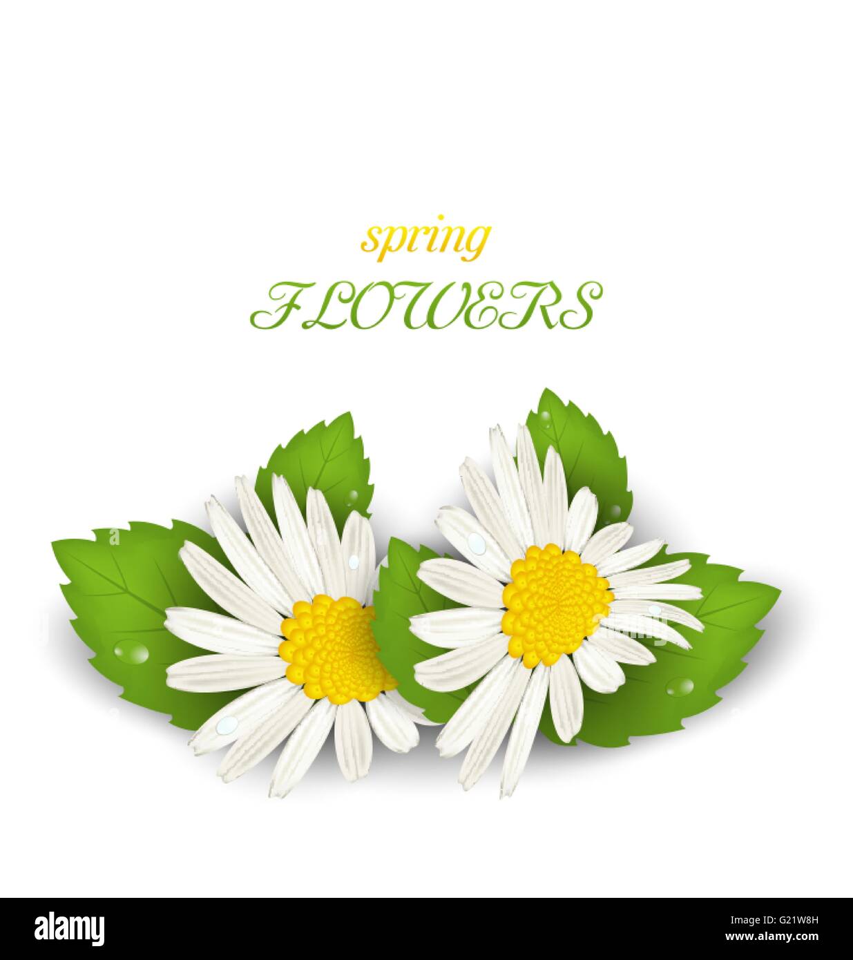 Beautiful summer blooming camomile Stock Vector Images - Alamy