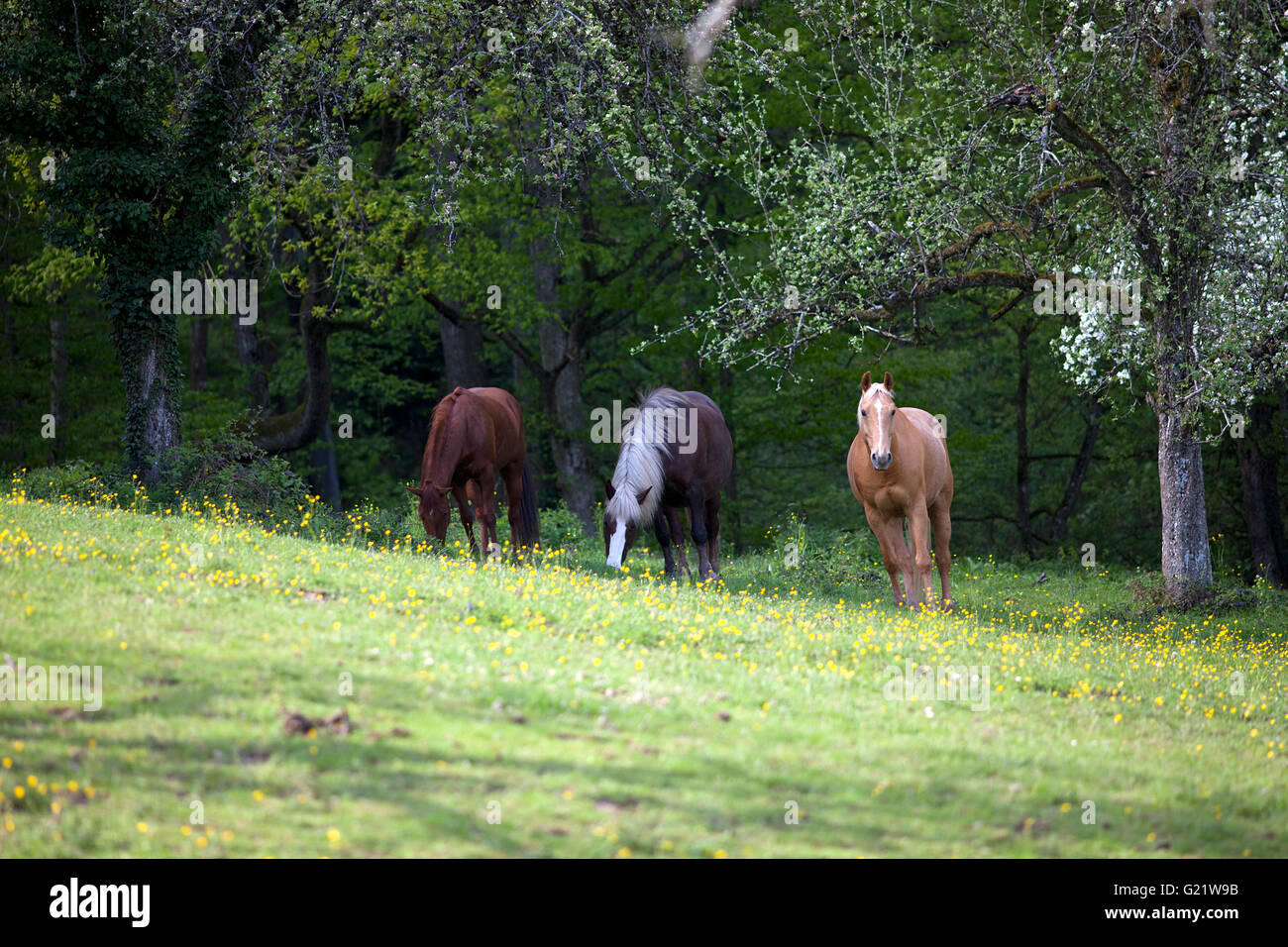 White horses running forest hi-res stock photography and images - Alamy
