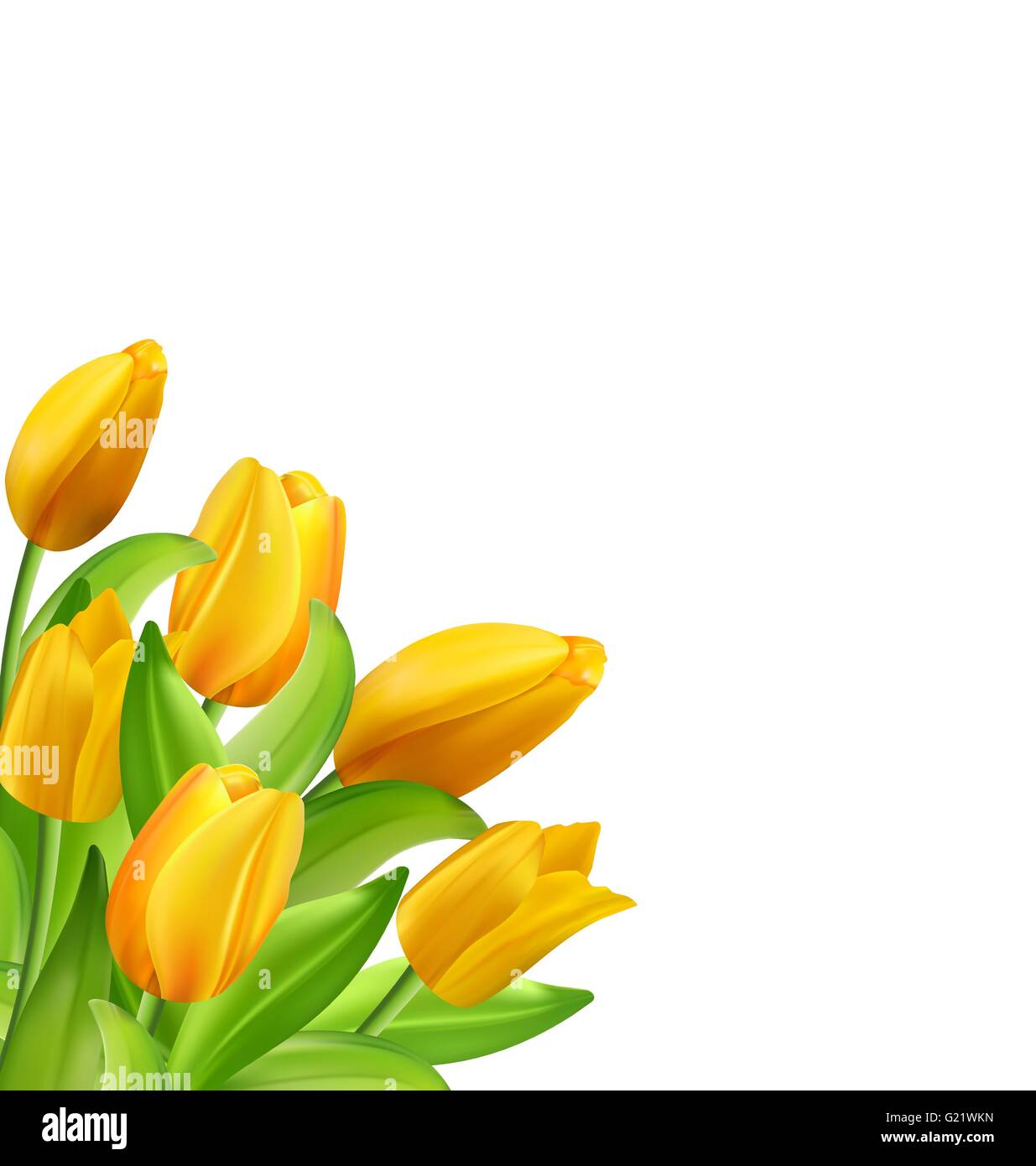 Bouquet yellow tulips blank Stock Vector Images - Alamy