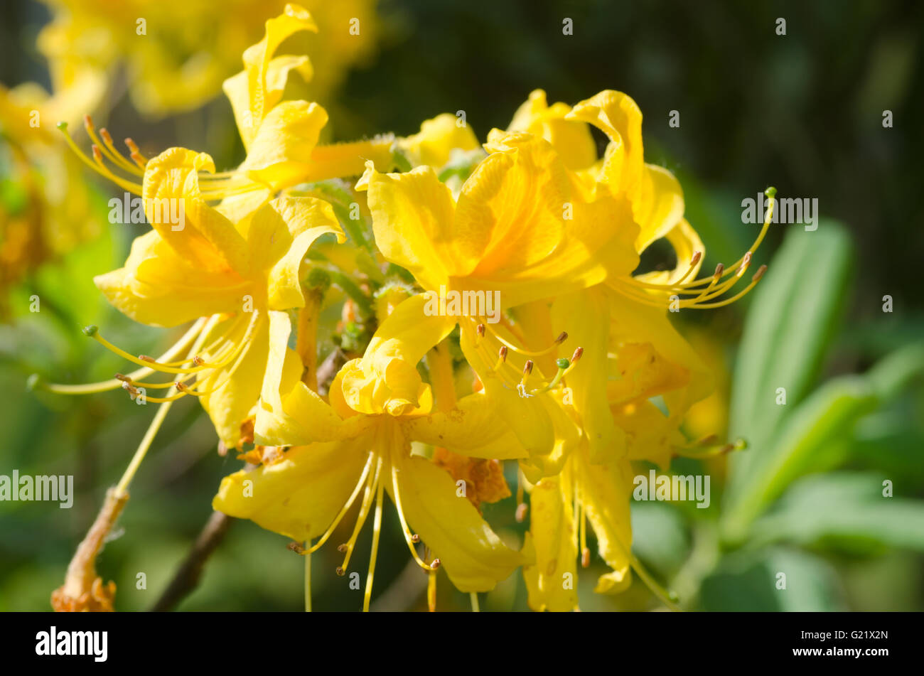 closeup to yellow rhododendron flowers Stock Photo - Alamy