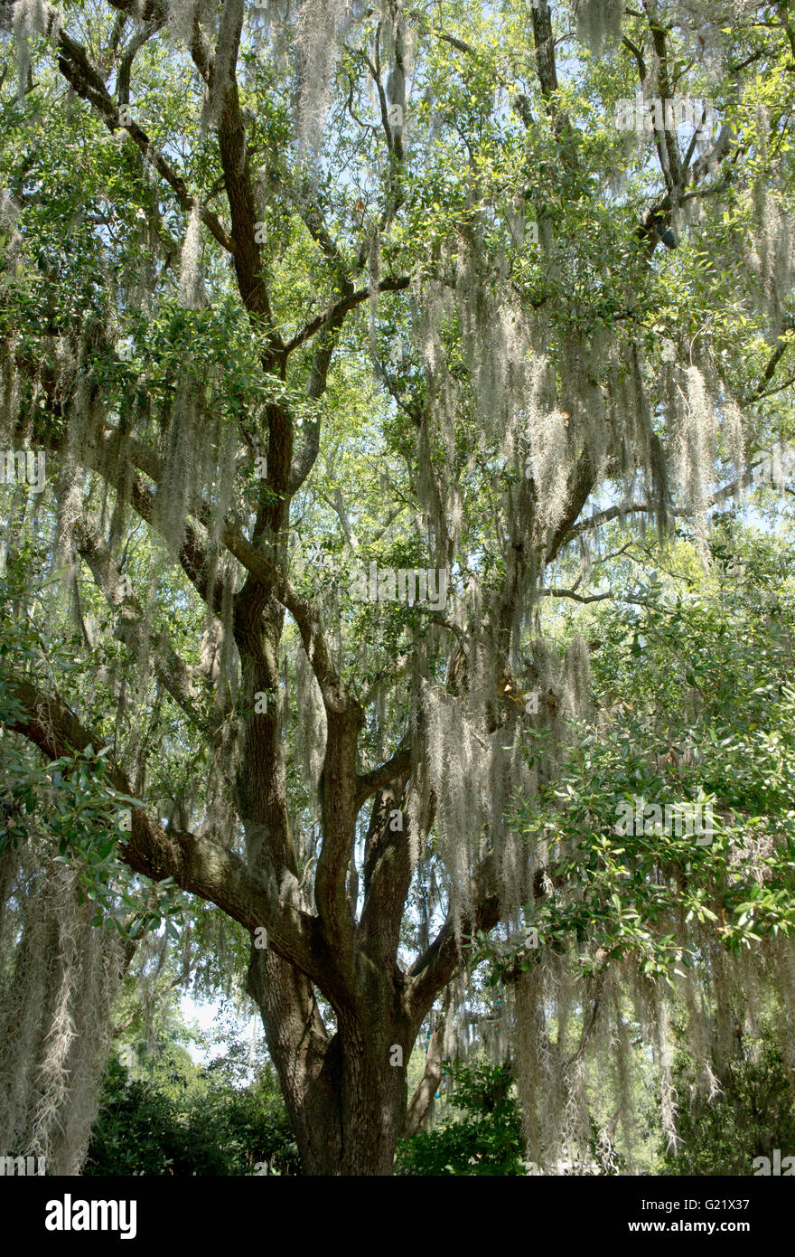 200 year old Live Oak tree in New Orleans, LA Stock Photo - Alamy