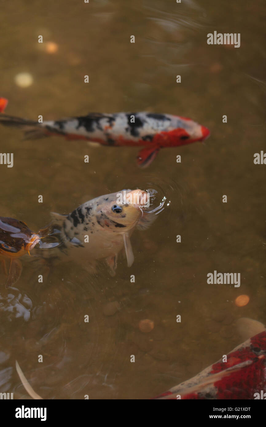 Koi fish, Cyprinus carpio haematopterus, eating in a koi pond in Japan ...