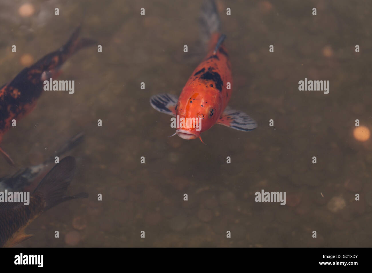 Koi fish, Cyprinus carpio haematopterus, eating in a koi pond in Japan ...