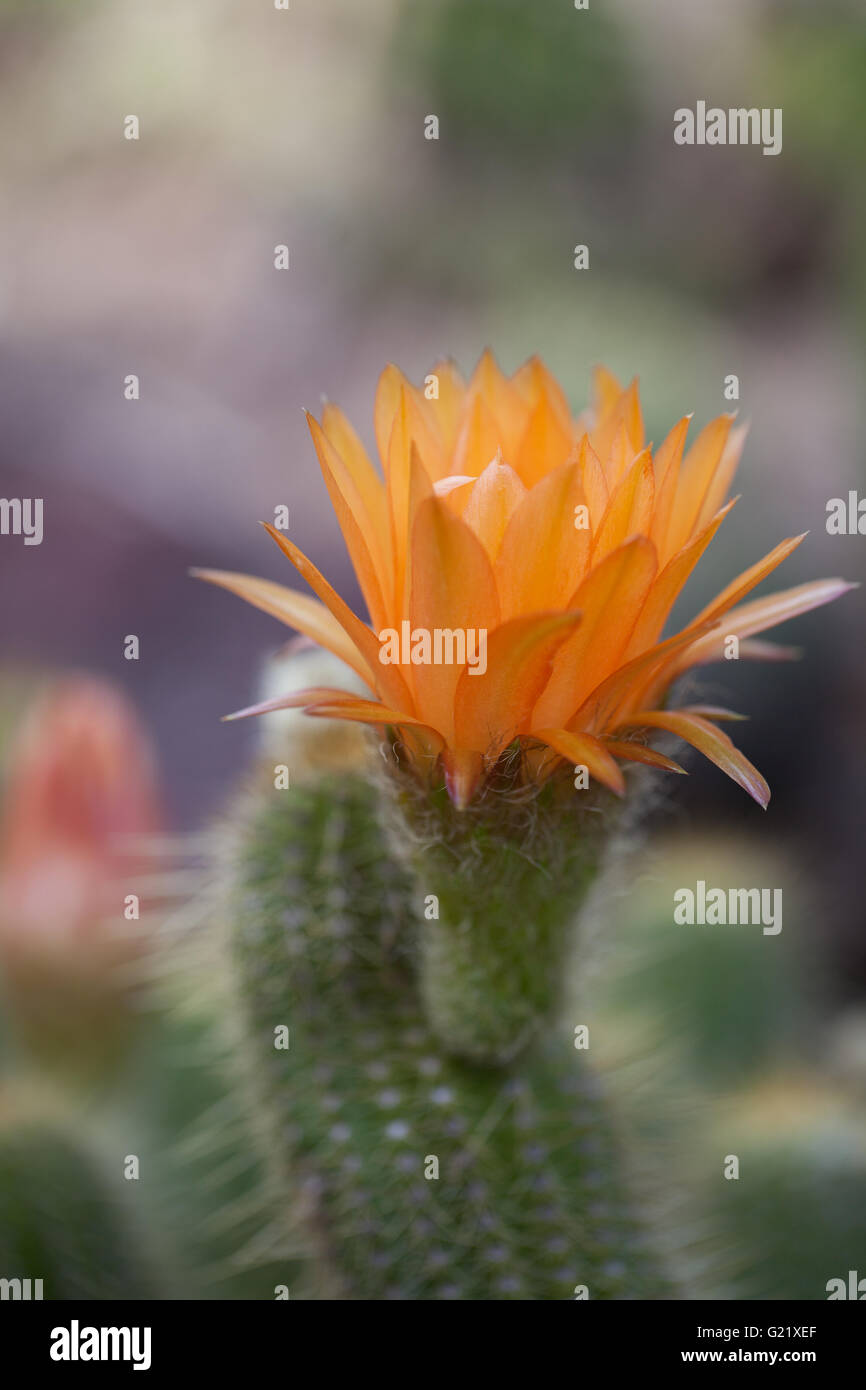 Lobivia hi-res stock photography and images - Alamy
