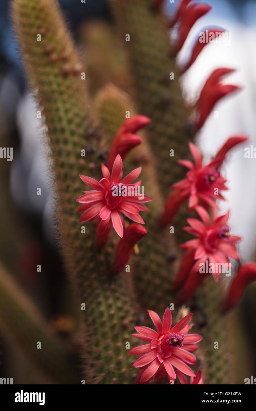 Hybrid red Echinopsis Allusion cactus flower blooms in a botanical ...