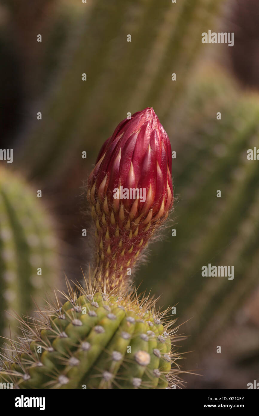 Red Echinopsis flower called the flying saucer blooms on a cactus in ...