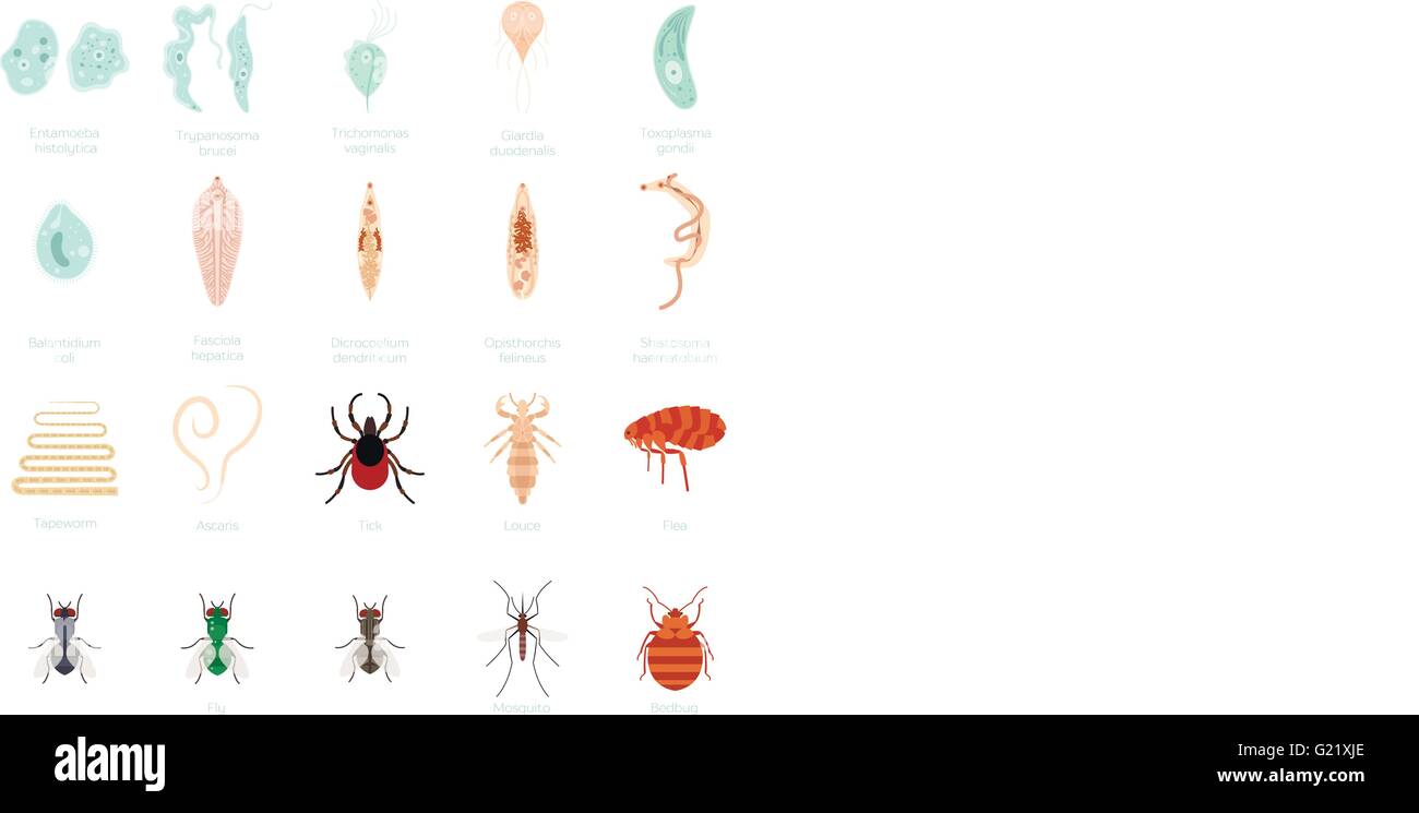 Set of parasites Stock Vector Image & Art - Alamy