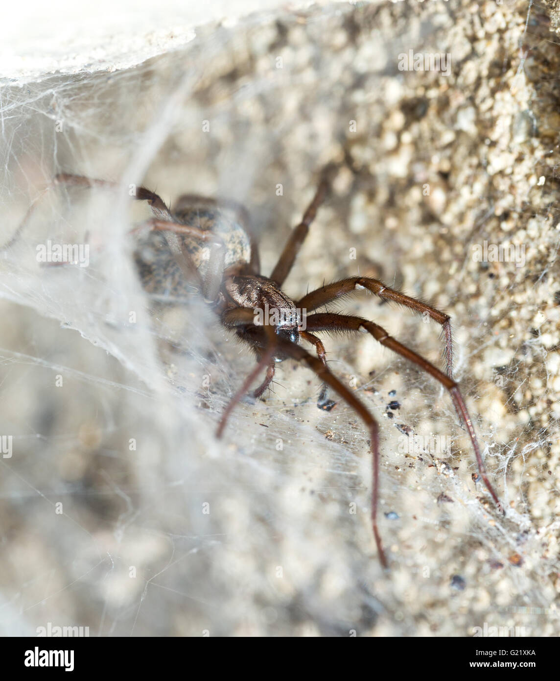 Liocranum hi-res stock photography and images - Alamy