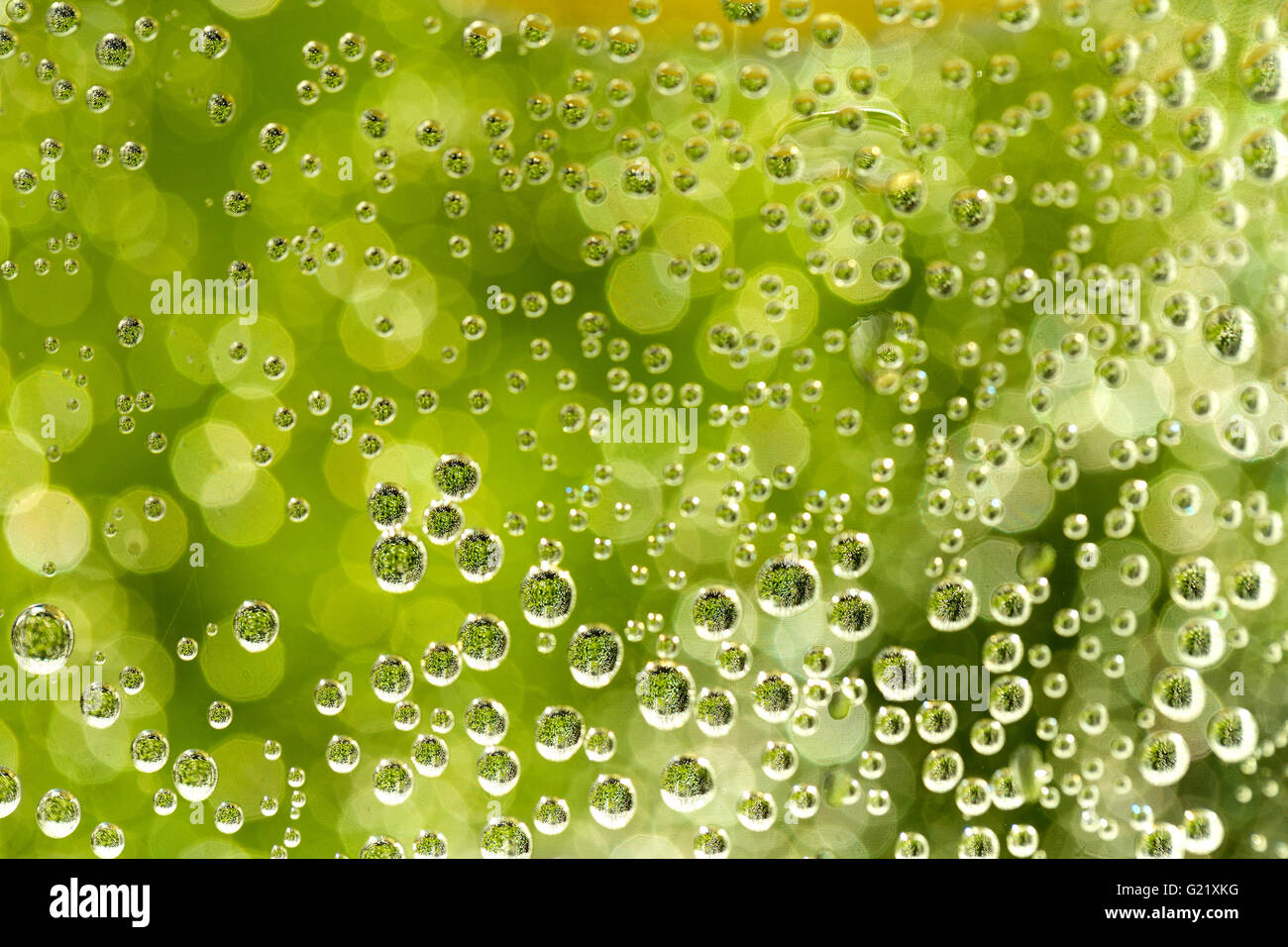 green abstract background with sparkle water drops on glass for ...