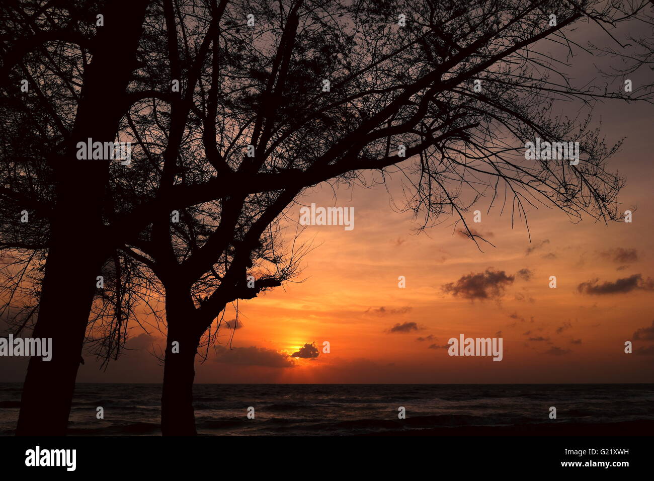Beautiful light pine tree sunrise Stock Photo - Alamy