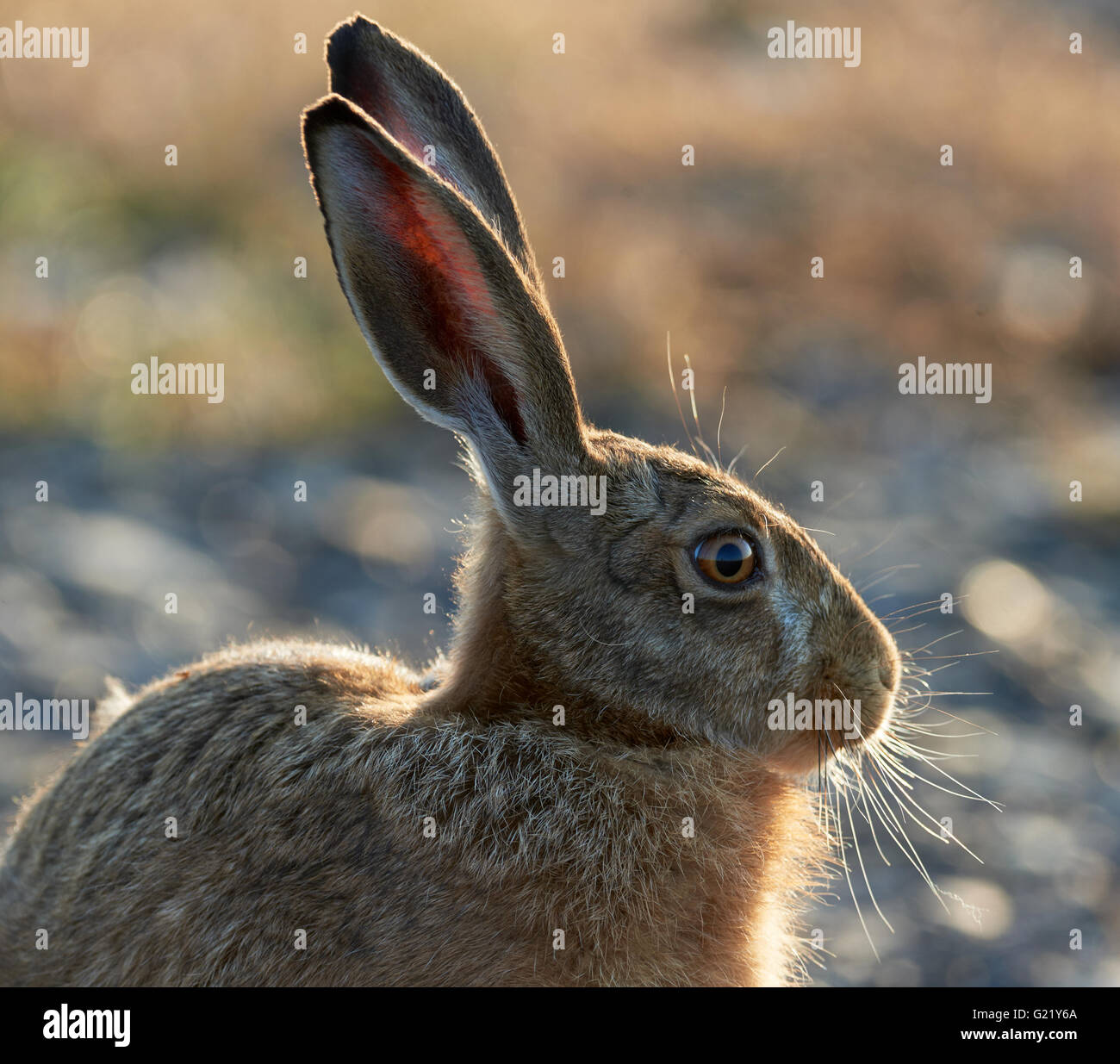 Hare portrait in the morning sun, Sweden. Oeland Stock Photo - Alamy