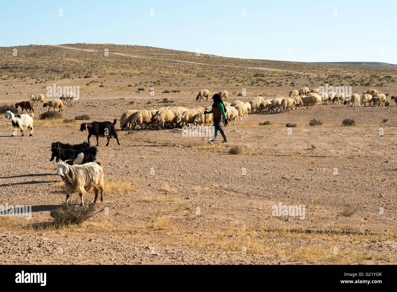 Shepherd woman sheep hi-res stock photography and images - Alamy