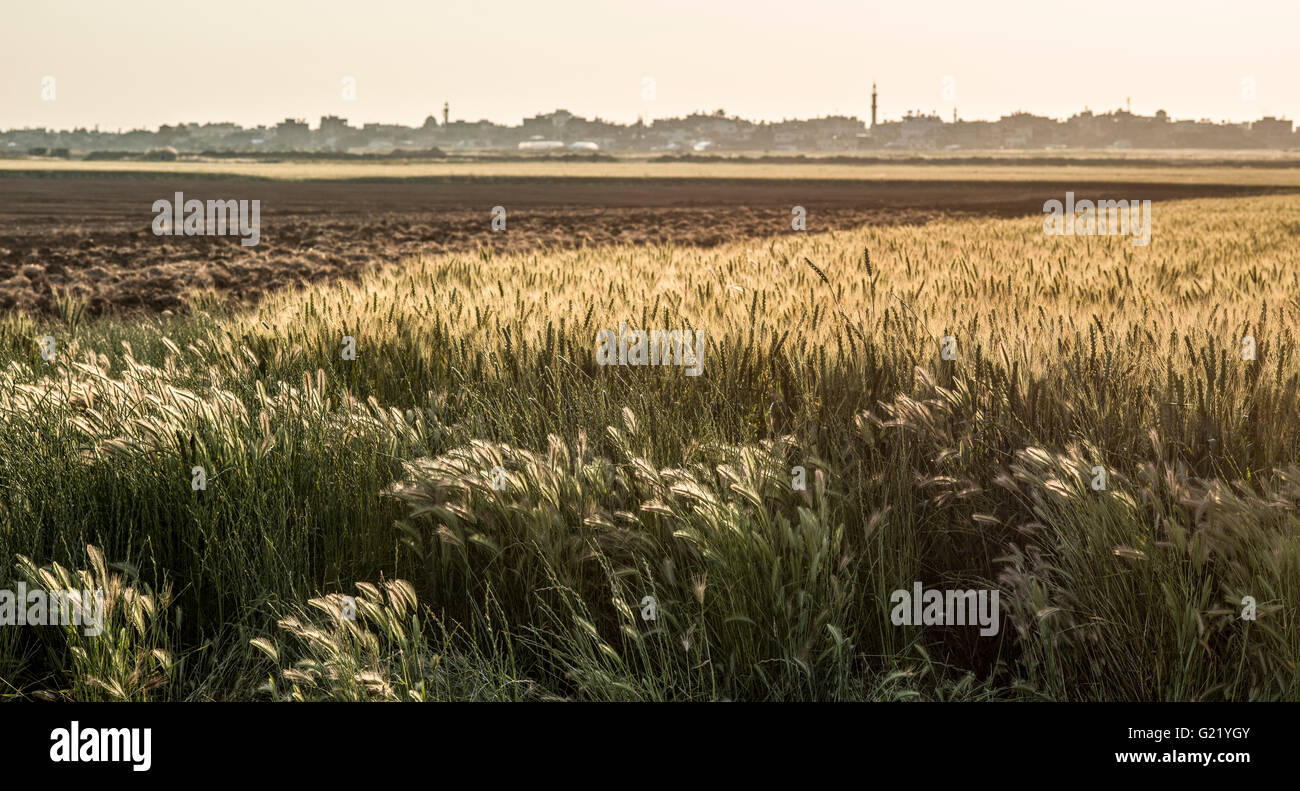 Wheat field Photographed in Eshkol region Israel Gaza in the background ...