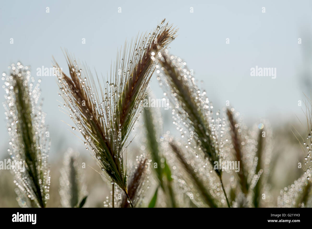Wheat field Photographed in Eshkol region Israel Stock Photo - Alamy