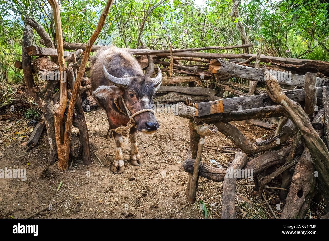 Domestic Asian water buffalo (Bubalus bubalis) in rural cage Stock ...