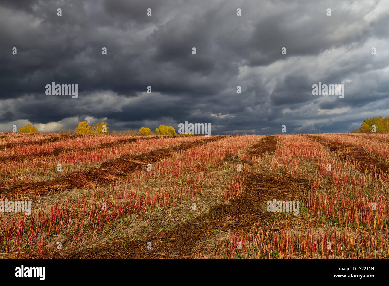 Autumn landscape with buckwheat field, golden forest and clouds in the ...