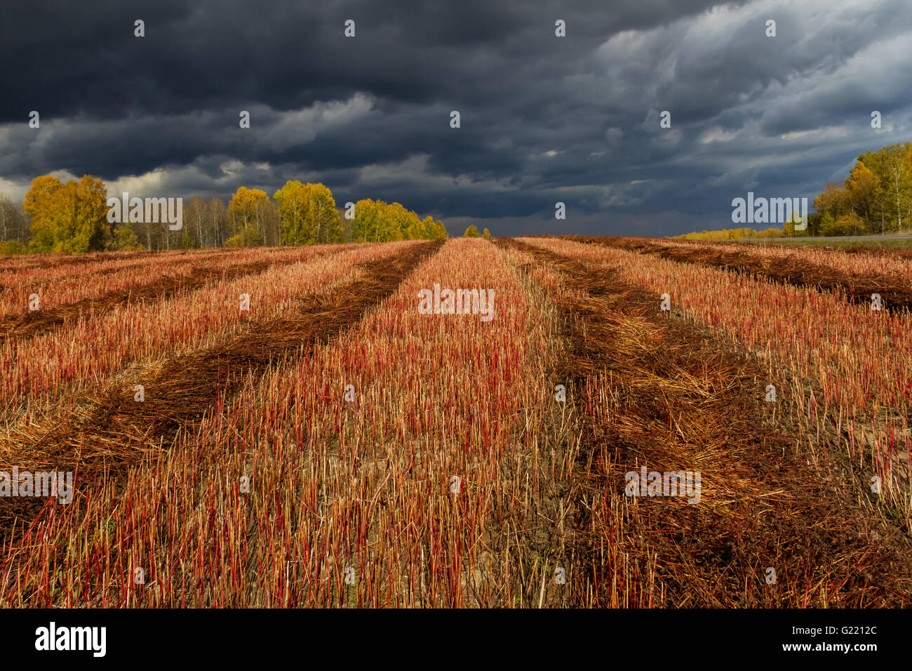 Buckwheat field hi-res stock photography and images - Alamy