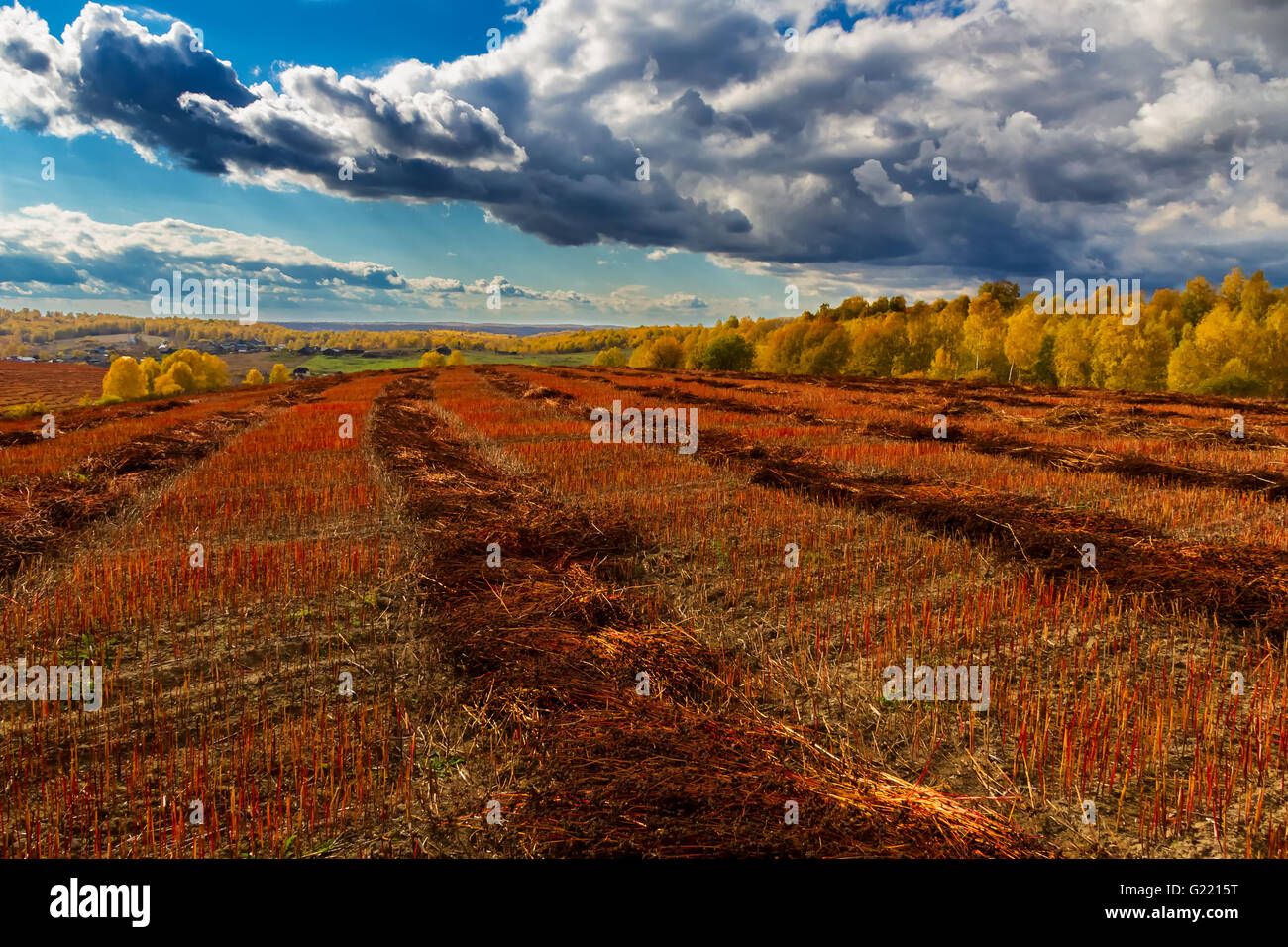 Autumn landscape with buckwheat field, golden forest and clouds in the ...