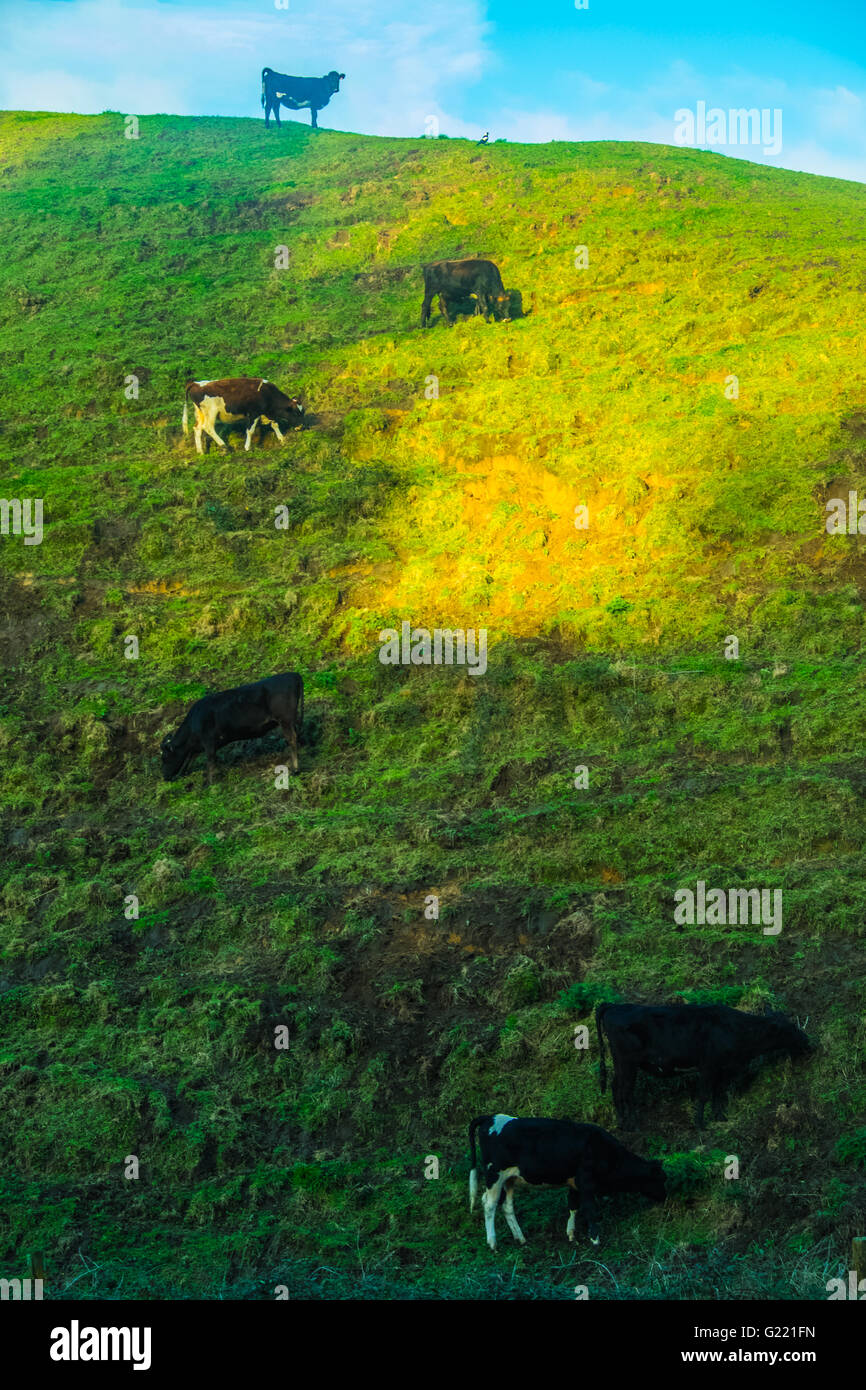 Fonterra new zealand hi-res stock photography and images - Alamy