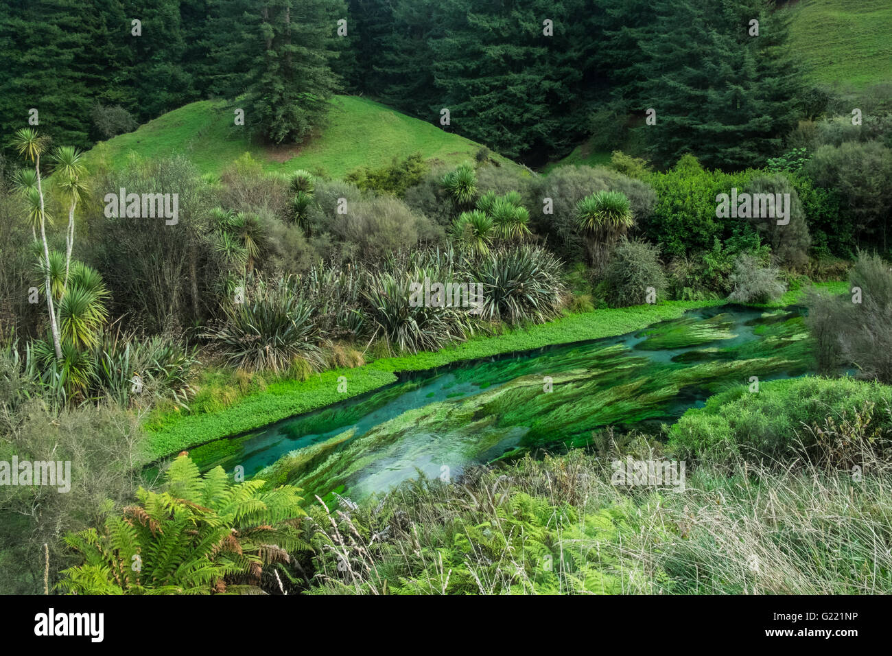 Running river with greenery hi-res stock photography and images - Alamy