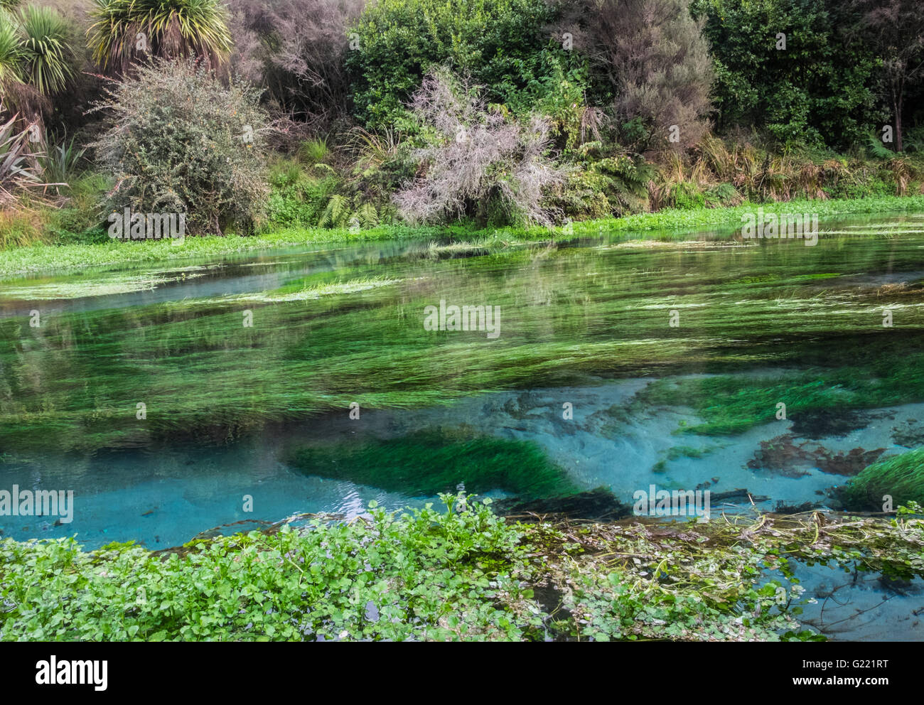 New Zealand | Clear water in river Stock Photo - Alamy