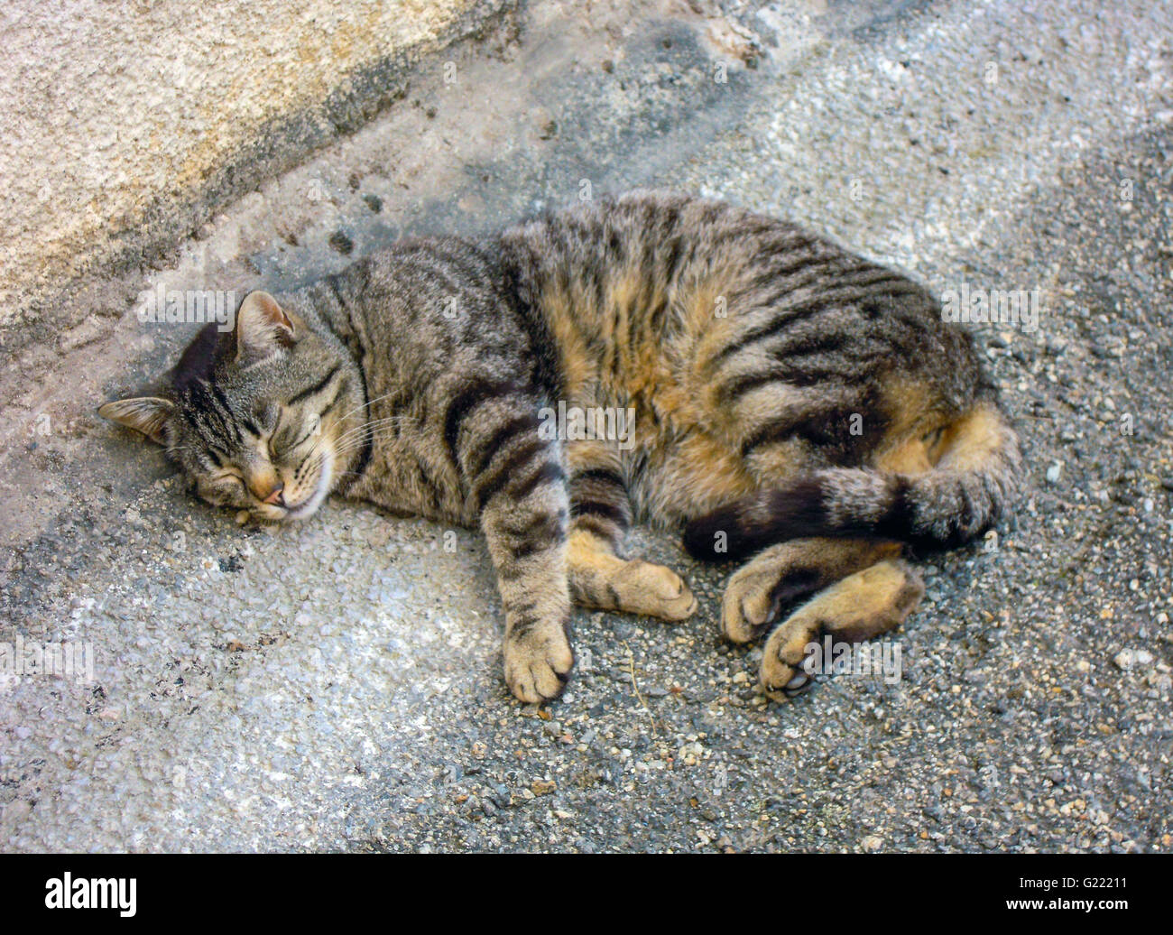 Feral tabby cat sleeping on gravel surface Stock Photo - Alamy