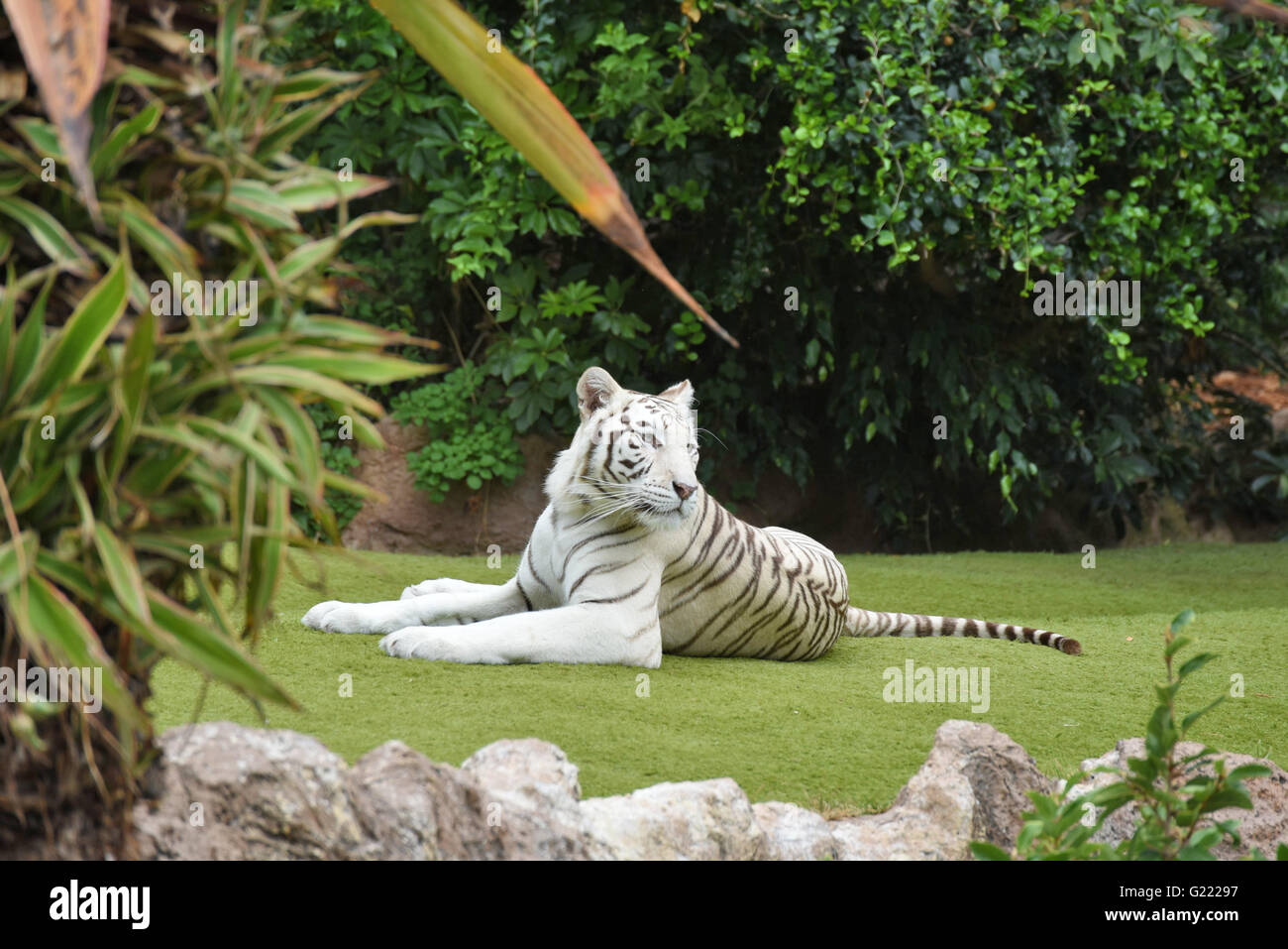 White tiger at the zoo Stock Photo - Alamy