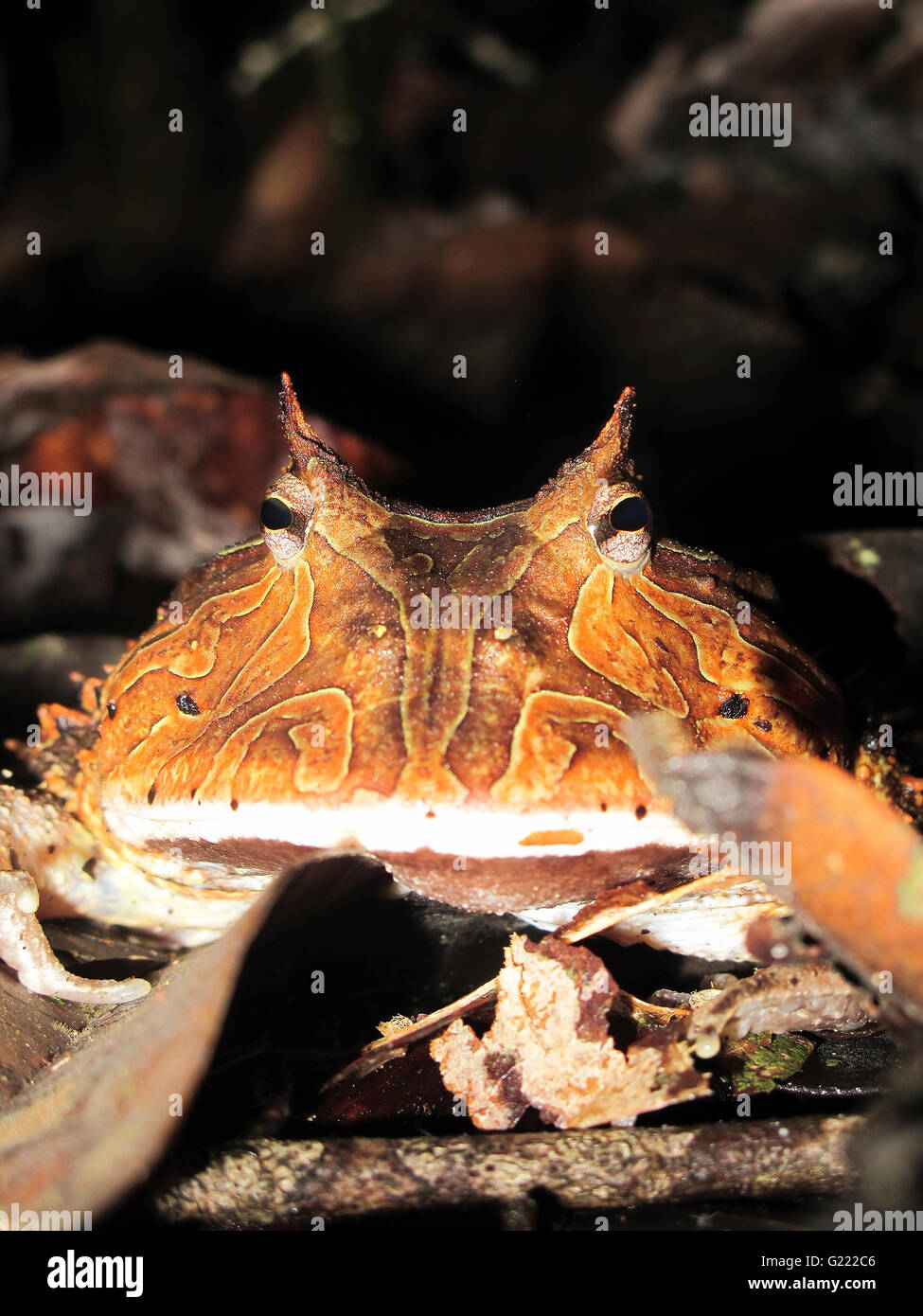 Sapo peru hi-res stock photography and images - Alamy