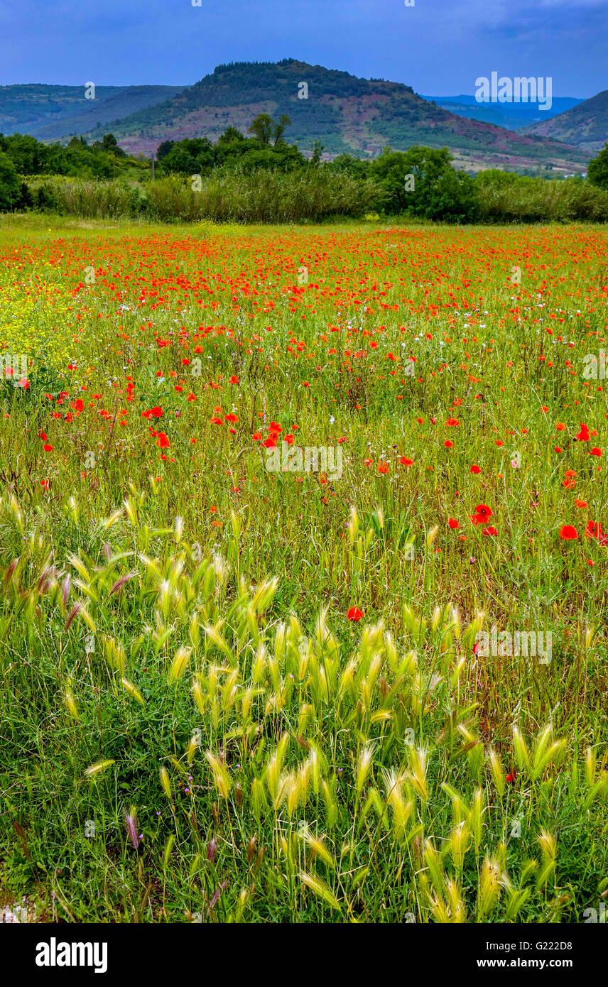 Lac de salagou wild barley hi-res stock photography and images - Alamy