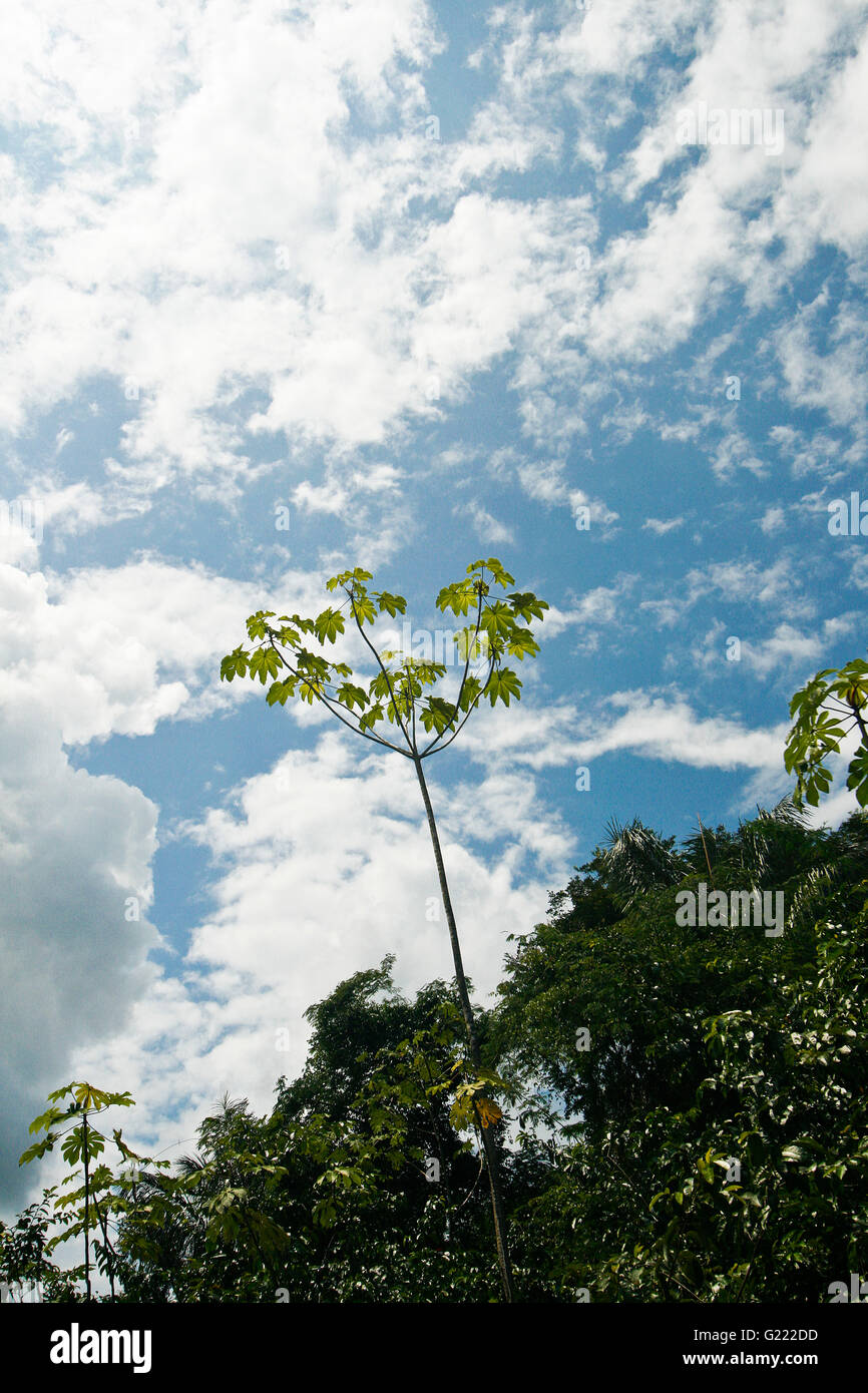 Alta amazonia hi-res stock photography and images - Alamy