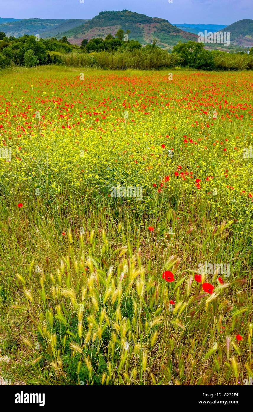 Wild barley ears and field of red poppies close to Lac de Salagou ...